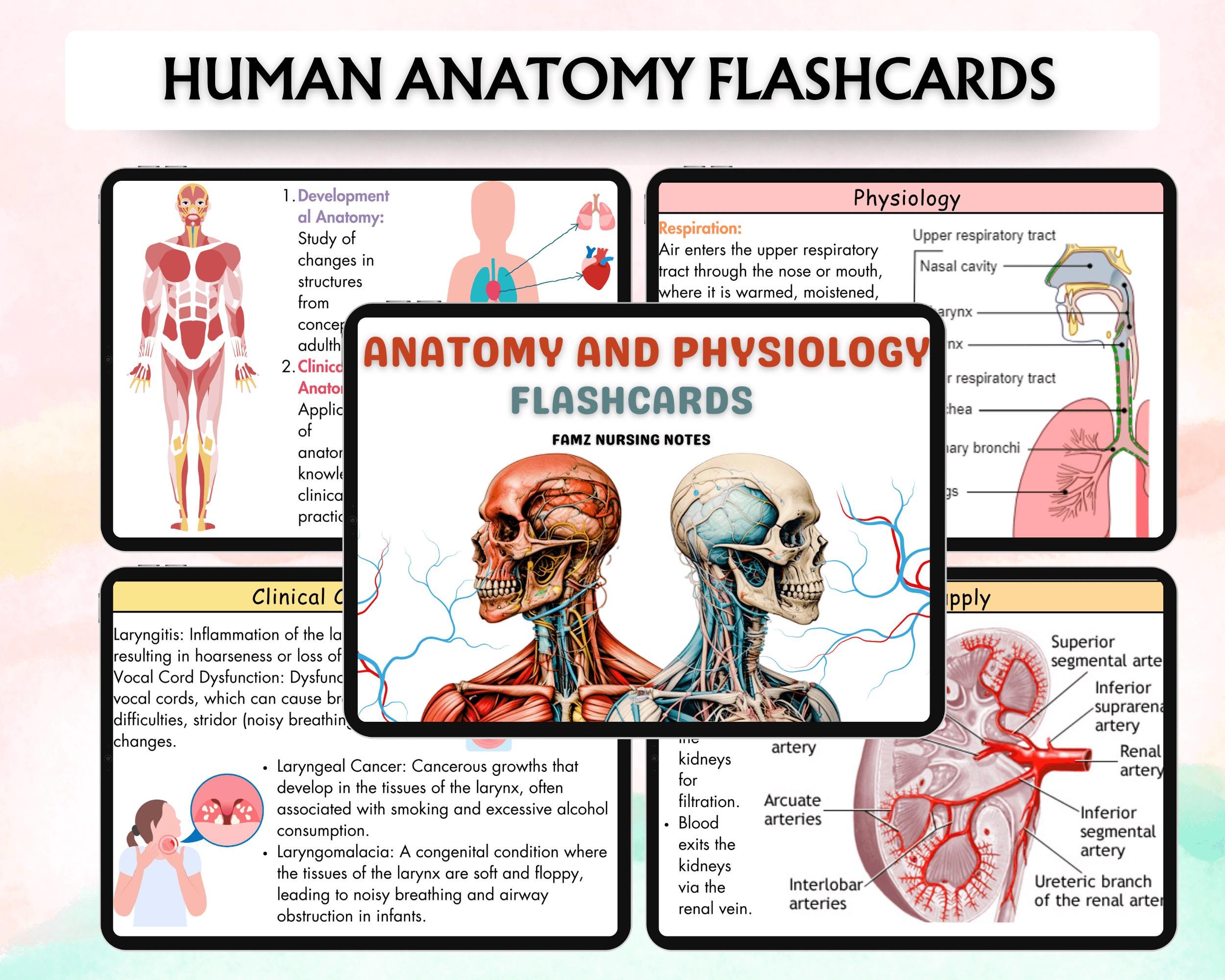 Anatomy and Physiology I & II Mega Bundle | Human Anatomy | Nursing ...
