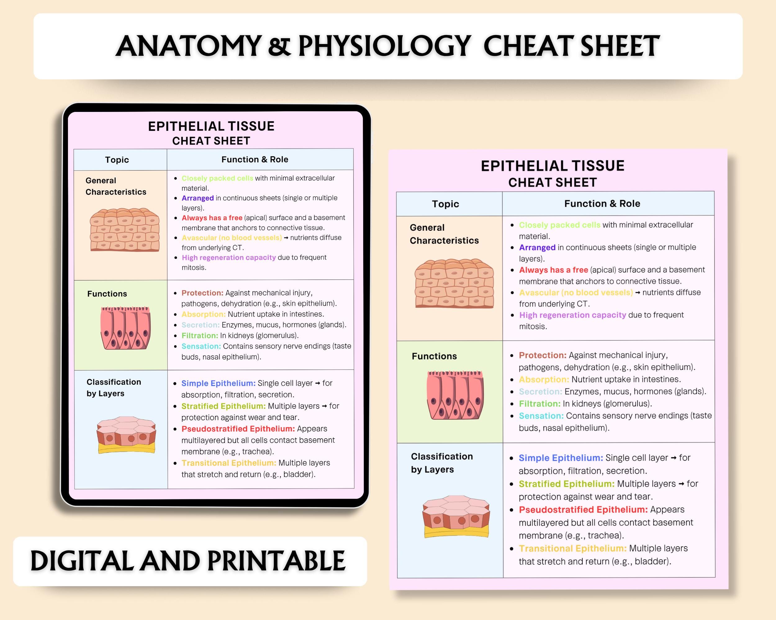 Anatomy and Physiology Cheat Sheet | A&P Study Notes | Human Anatomy ...