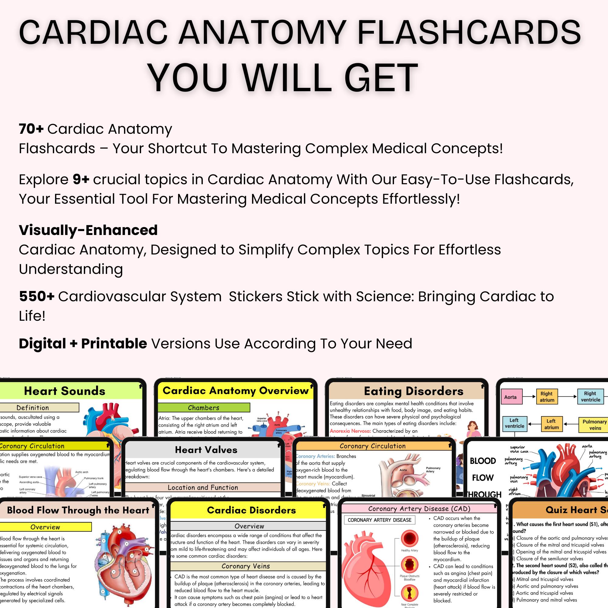 Cardiac Anatomy Flashcards | Nursing Notes | Digital + Printable - Etsy