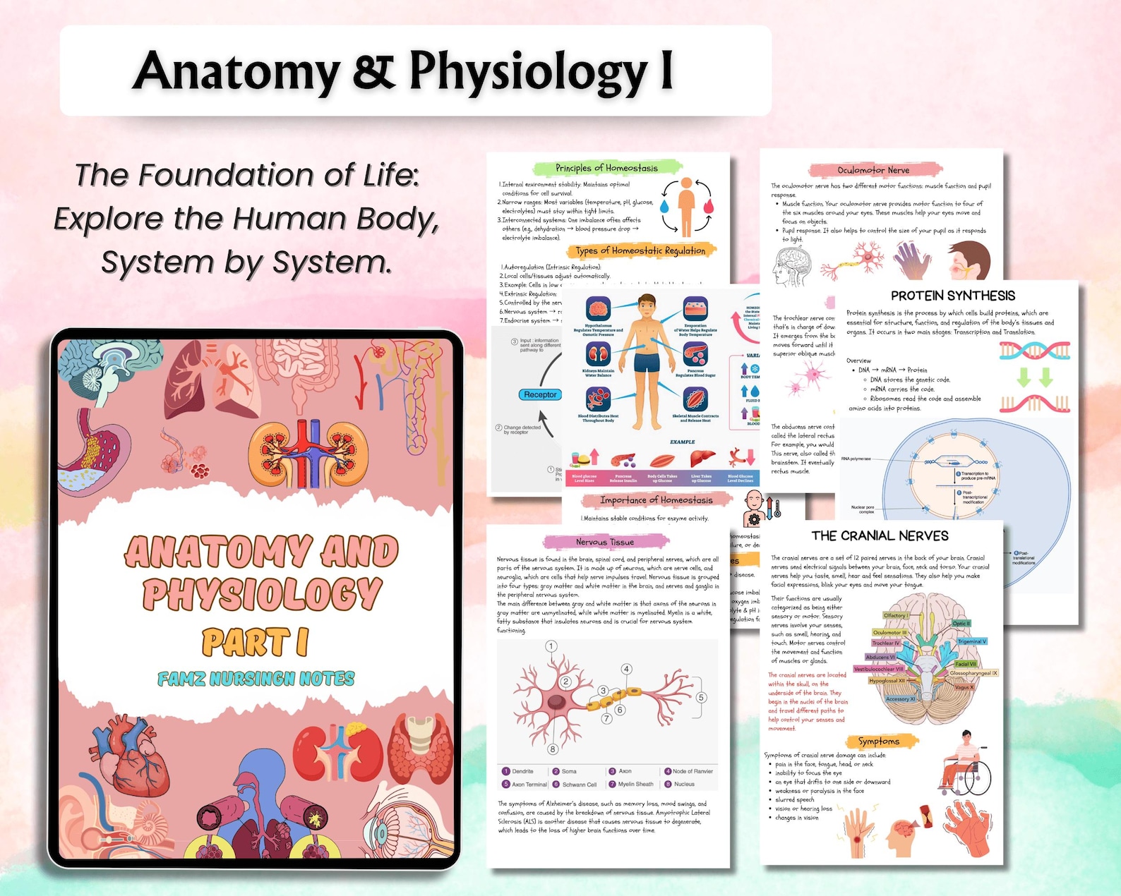 Anatomy and Physiology I & II Mega Bundle | Human Anatomy | Nursing ...