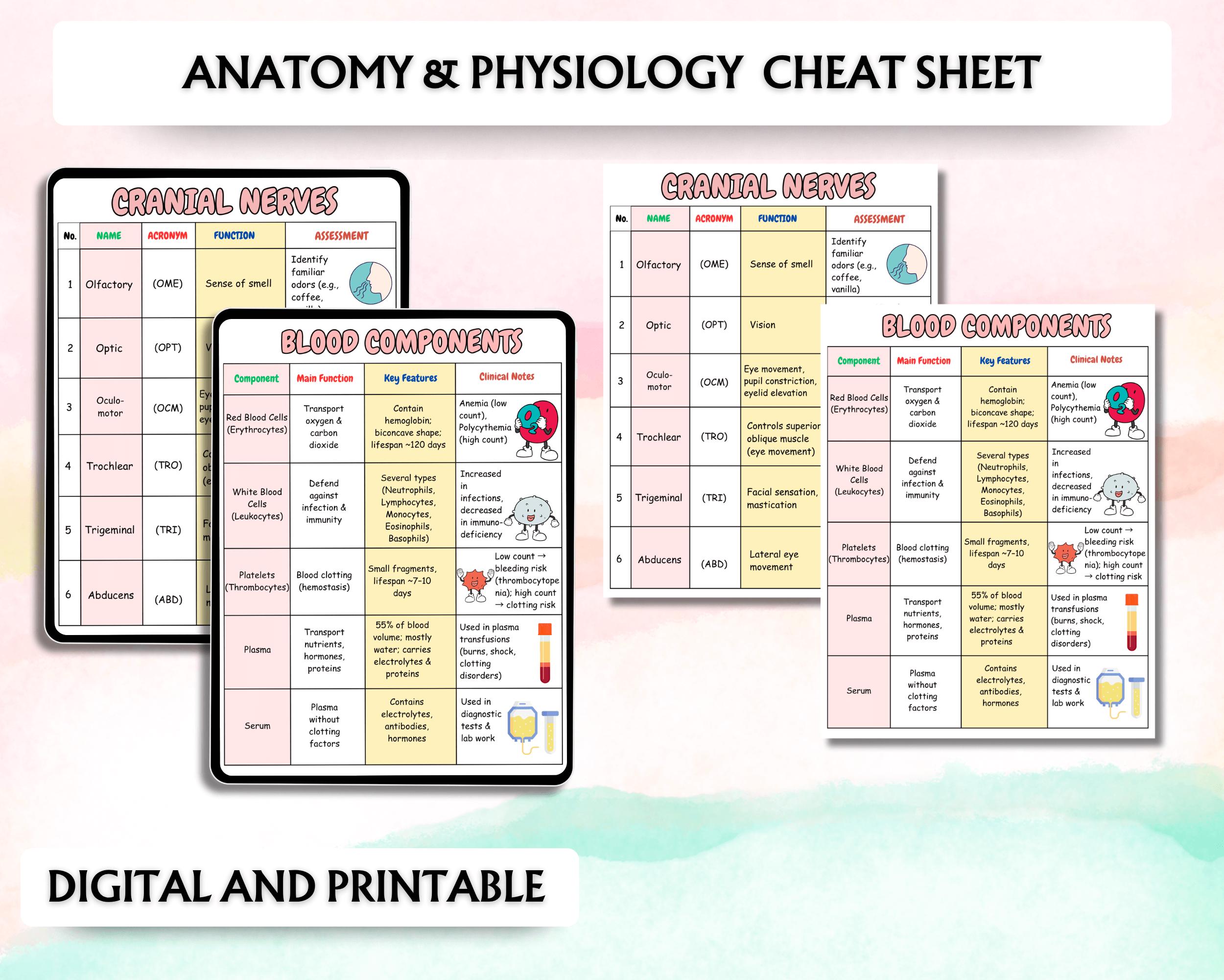 Anatomy and Physiology I & II Mega Bundle | Human Anatomy | Nursing ...