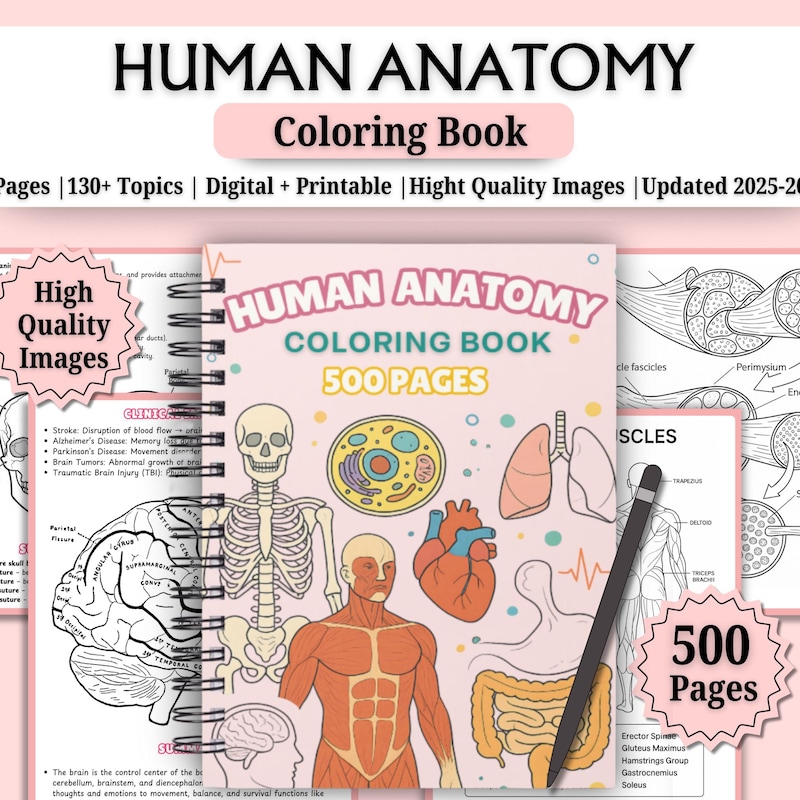 Guide to Anatomy Art - Etsy