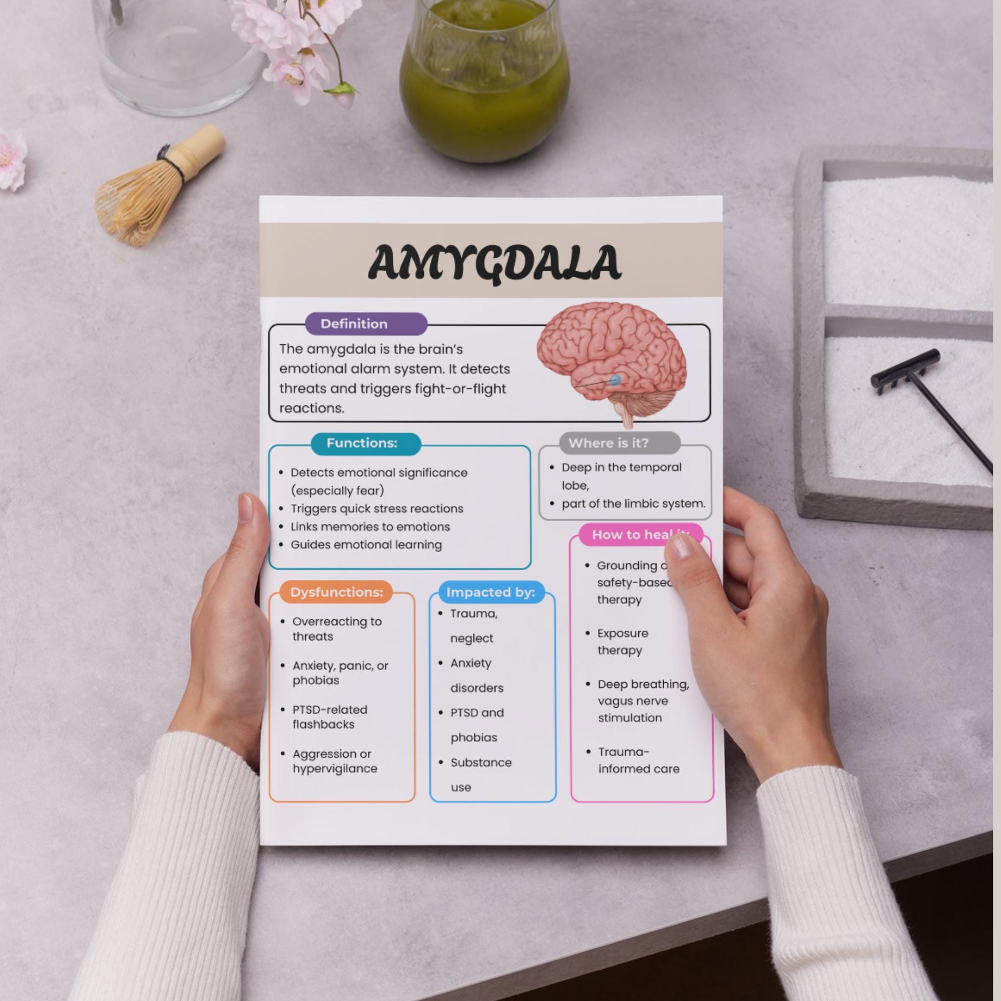 The Brain Regions Cheat Sheet | Brain Anatomy | Human Brain | Brain ...