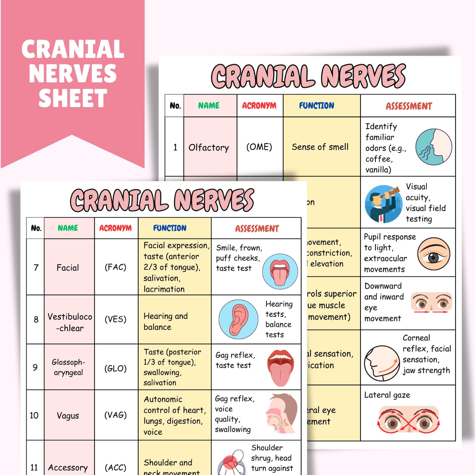 Cranial Nerves Nursing | Cheat Sheet for Nursing Students | Nursing ...