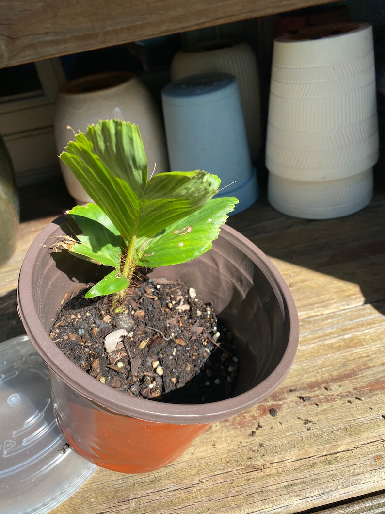 Rare Baby Palm Tree - Etsy