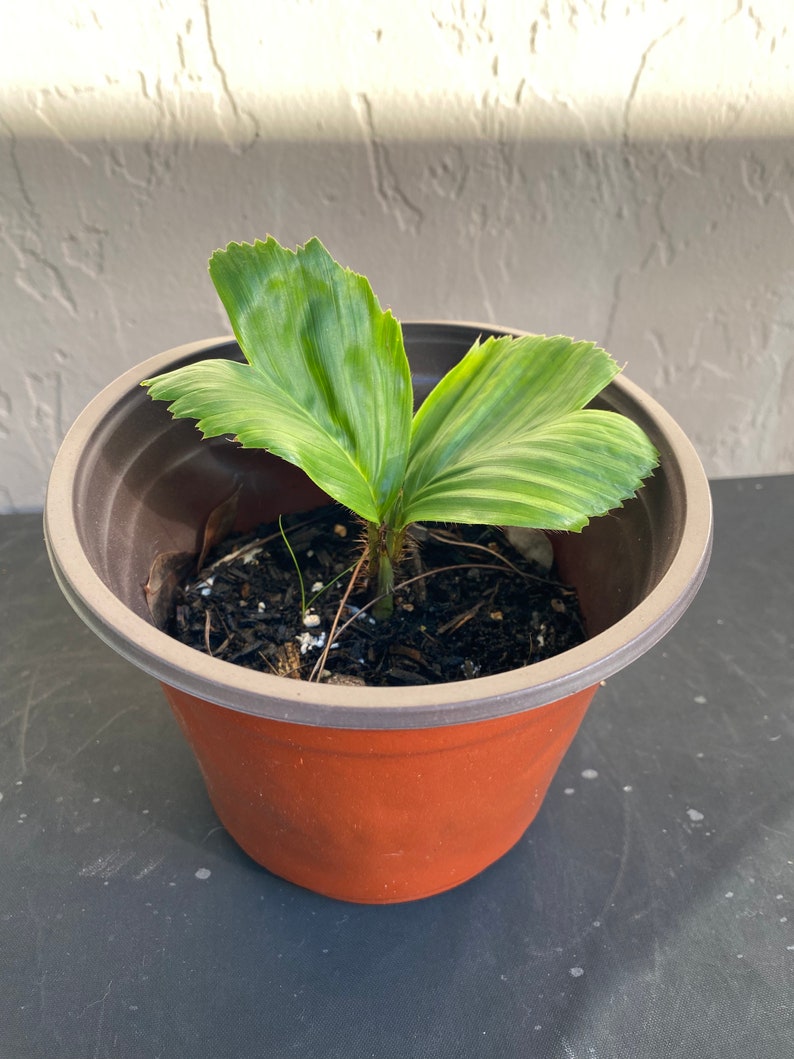 Rare Baby Palm Tree - Etsy