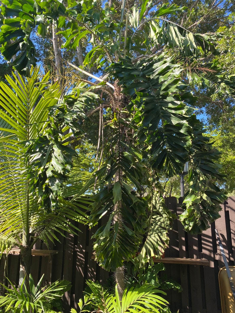 Rare Baby Palm Tree - Etsy