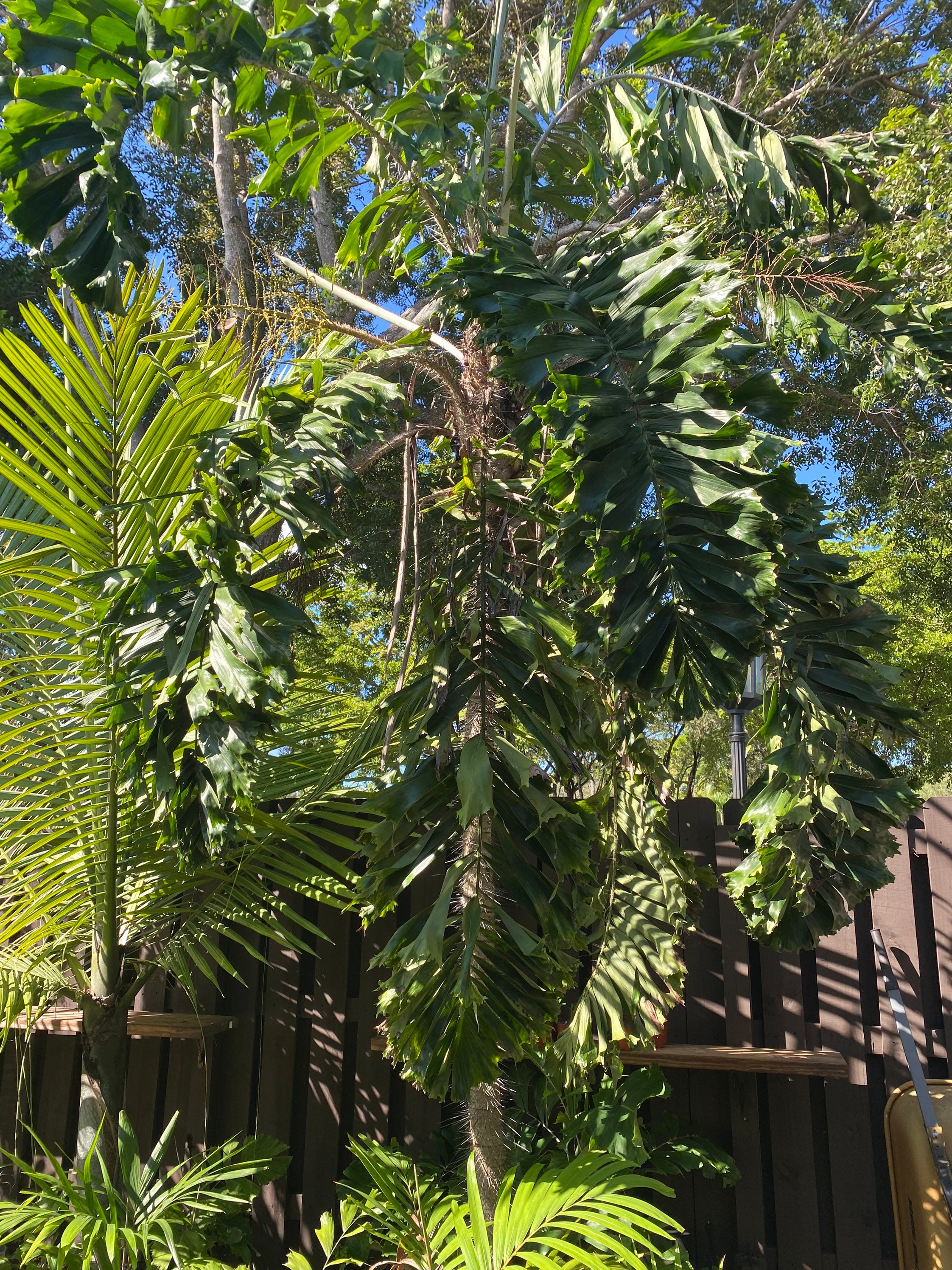 Rare Baby Palm Tree - Etsy