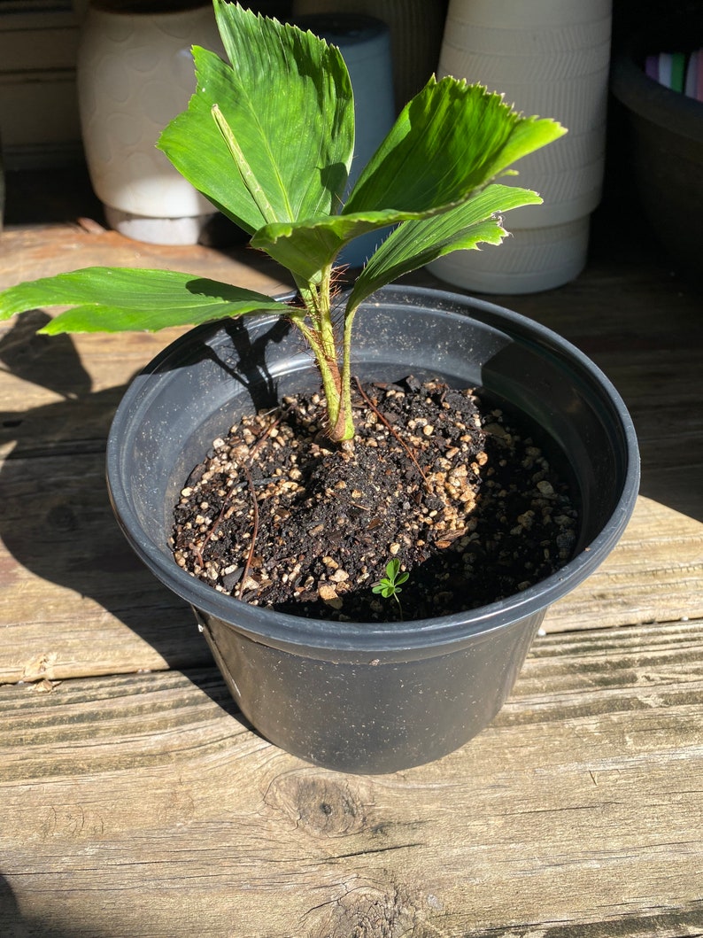 Rare Baby Palm Tree - Etsy