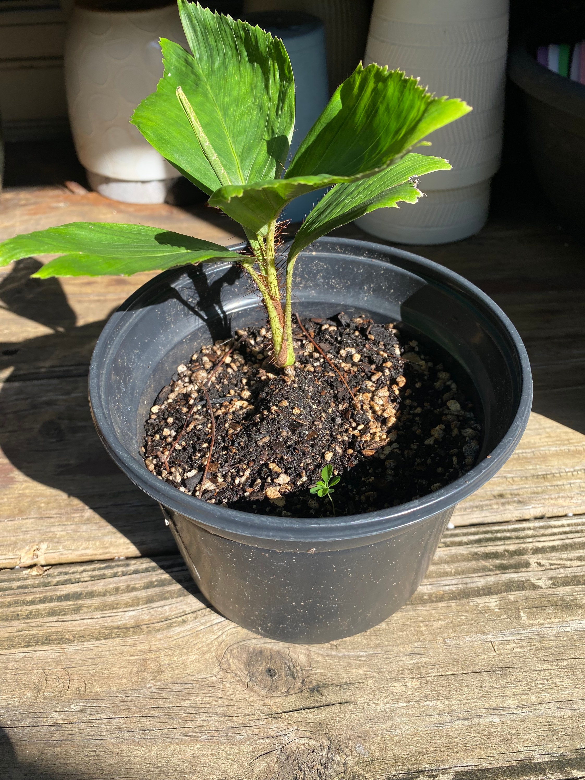 Rare Baby Palm Tree - Etsy
