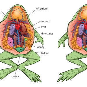 80 Veterinary Anatomy Digital Printable Designs - Animal Anatomy Images ...