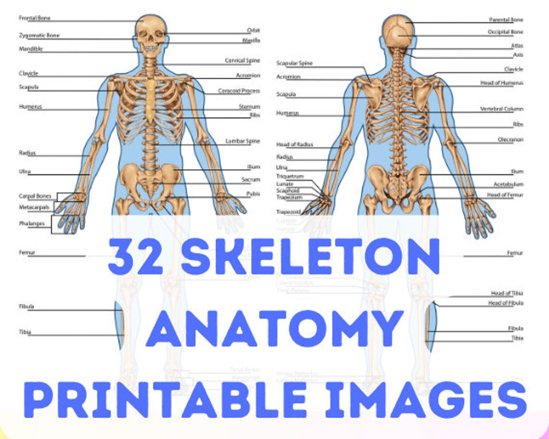 32 Skeleton Anatomy Digital Printable Designs - Human Bones Images ...