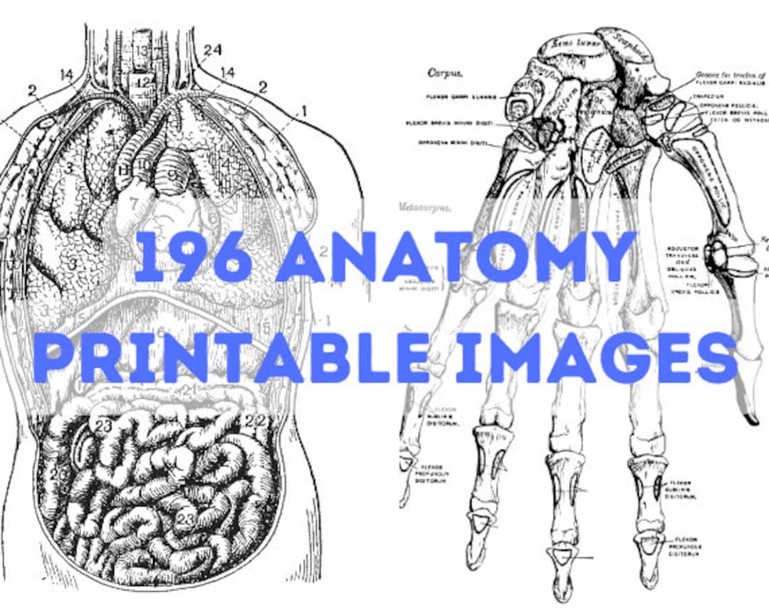 196 Anatomy Digital Printable Designs - Anatomy Art Images - Anatomical ...