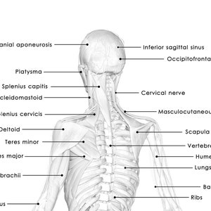 55 Muscles Anatomy Digital Printable Designs - Anatomy Images ...