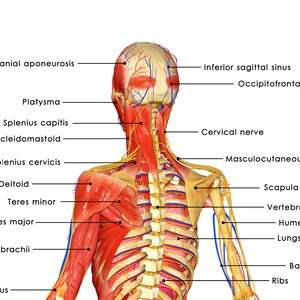 55 Muscles Anatomy Digital Printable Designs - Anatomy Images ...