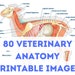 55 Muscles Anatomy Digital Printable Designs - Anatomy Images ...