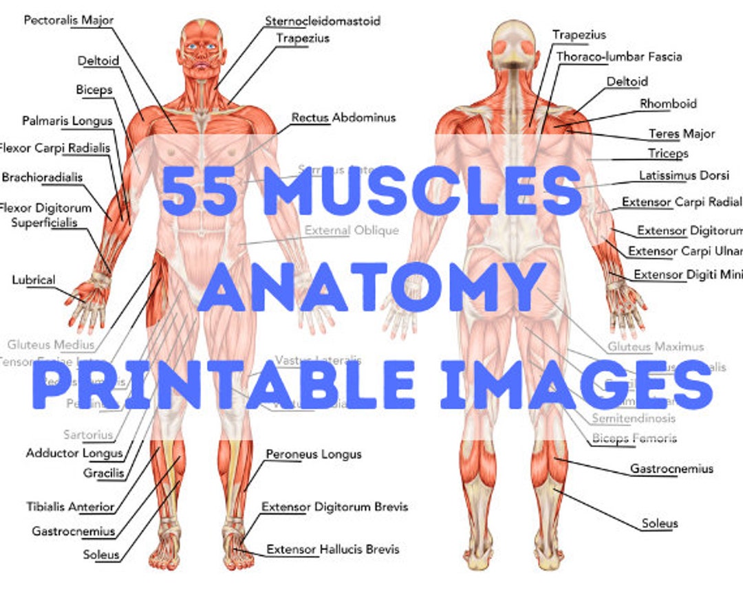 55 Muscles Anatomy Digital Printable Designs - Anatomy Images ...