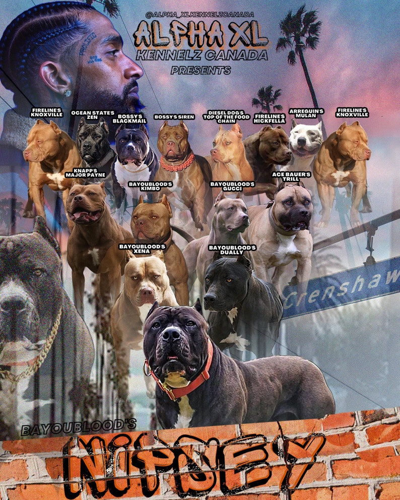 Custom Graphic Design for Breeders | Kennel Owners | Stud Dog | Litter ...