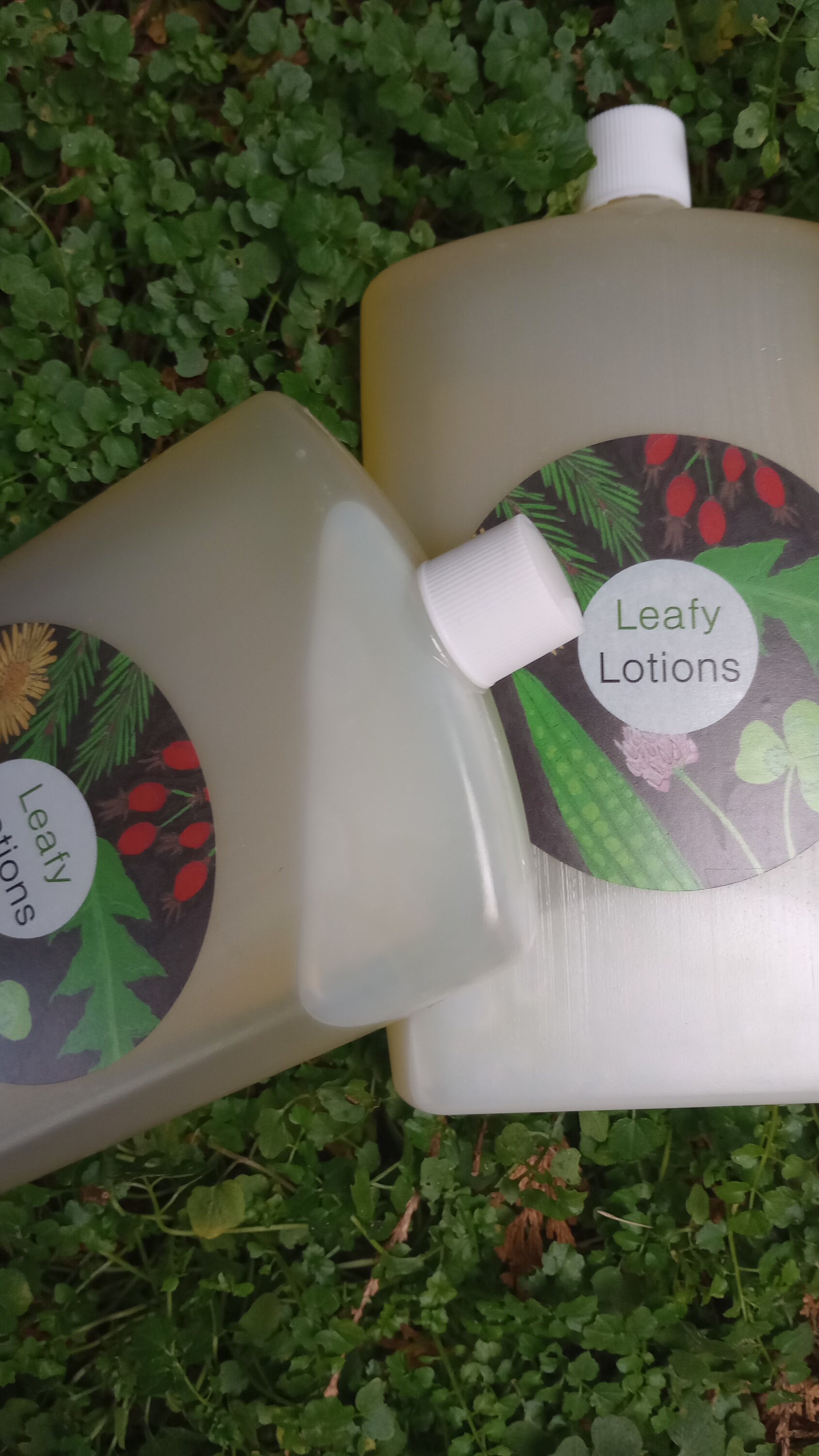 Ribwort Plantain Infused Sunflower Seed Oil 250ml - Etsy