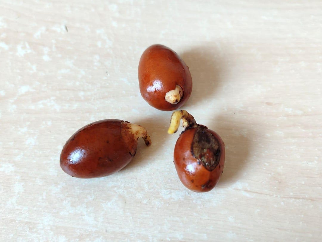 Shea Seeds, Shea Nuts - Etsy Canada