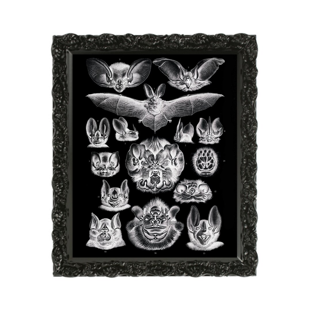 Vintage Bat Poster Dark Academia Wall Art Vampire Art - Etsy