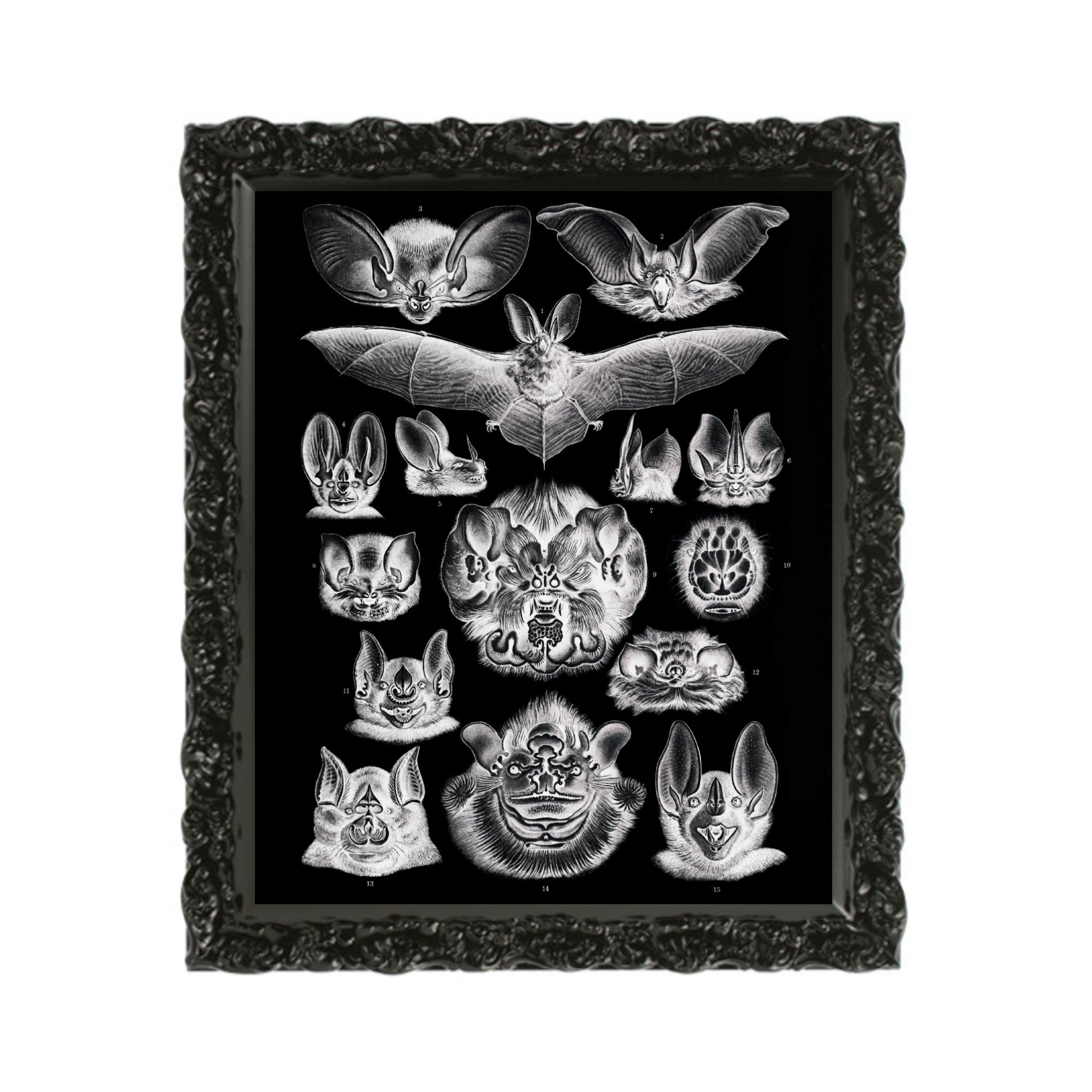 Vintage Bat Poster, Dark Academia Wall Art, Vampire Art, Gothic ...