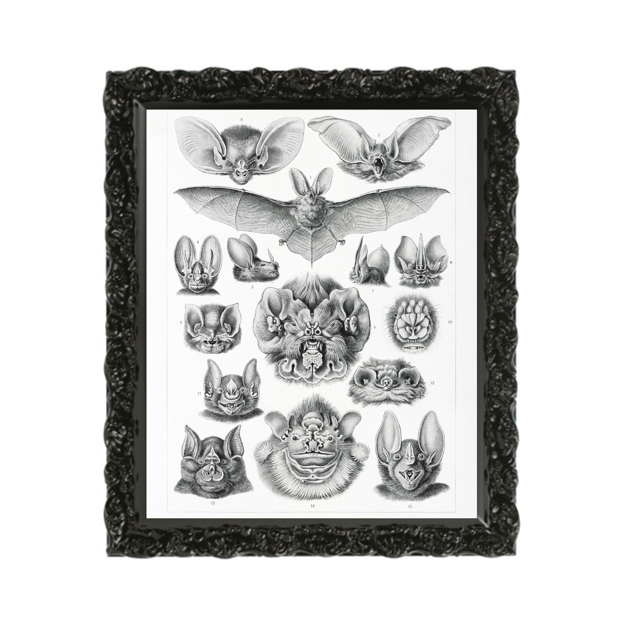 Vintage Bat Poster, Dark Academia Wall Art, Vampire Art, Gothic ...