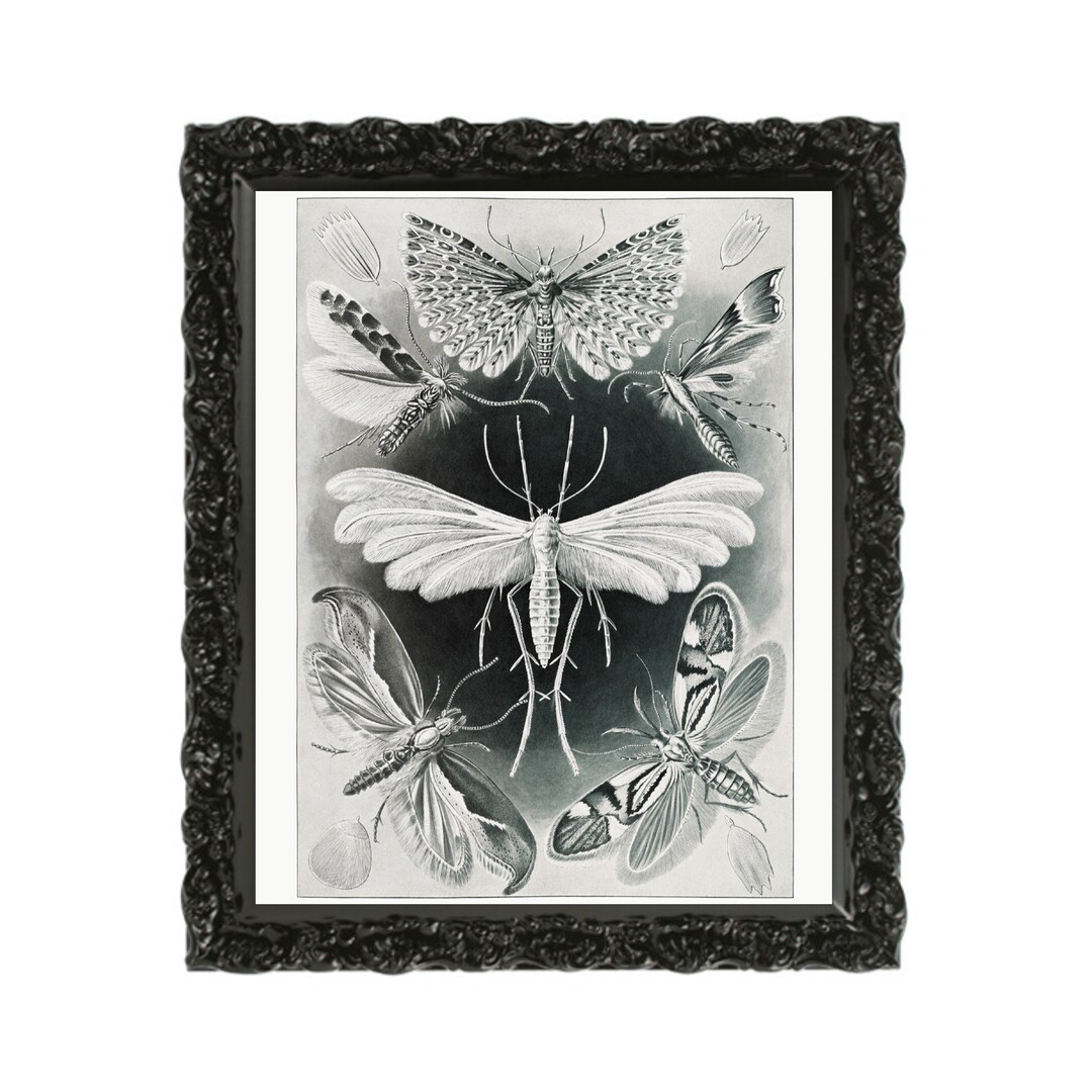 Victorian Insect Art Print, Vintage Dark Academia Illustration Wall Art ...
