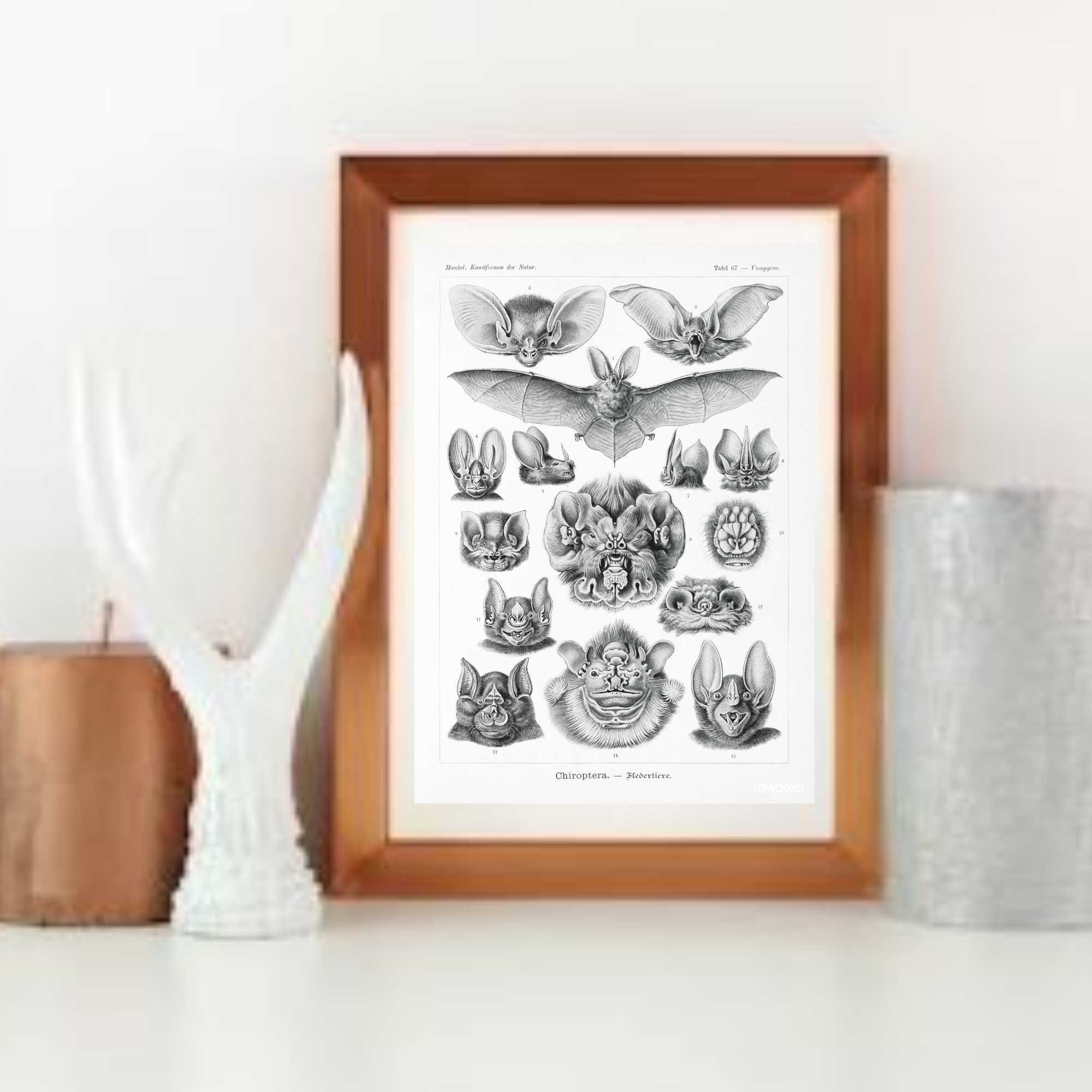 Vintage Bat Poster, Dark Academia Wall Art, Vampire Art, Gothic ...