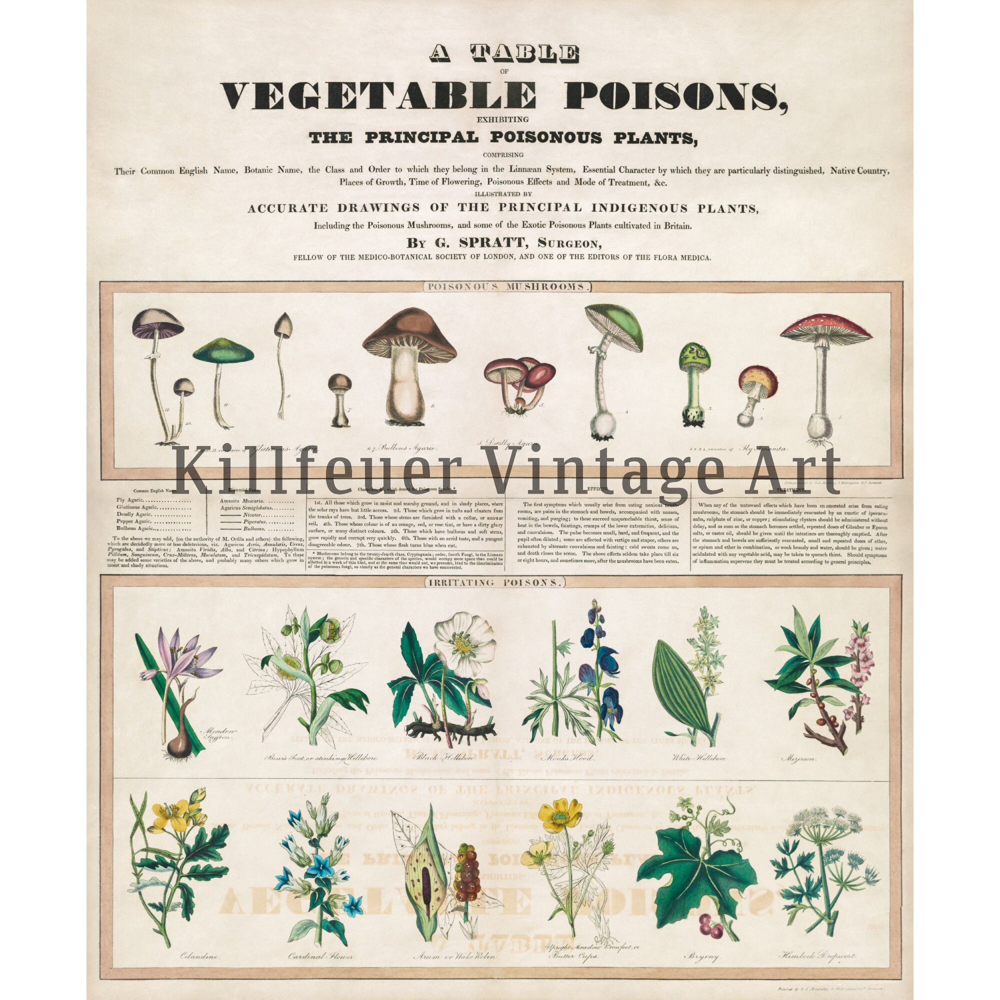 Gift for Plant Lovers, Printable Botanical Art Poster, Retro Garden ...