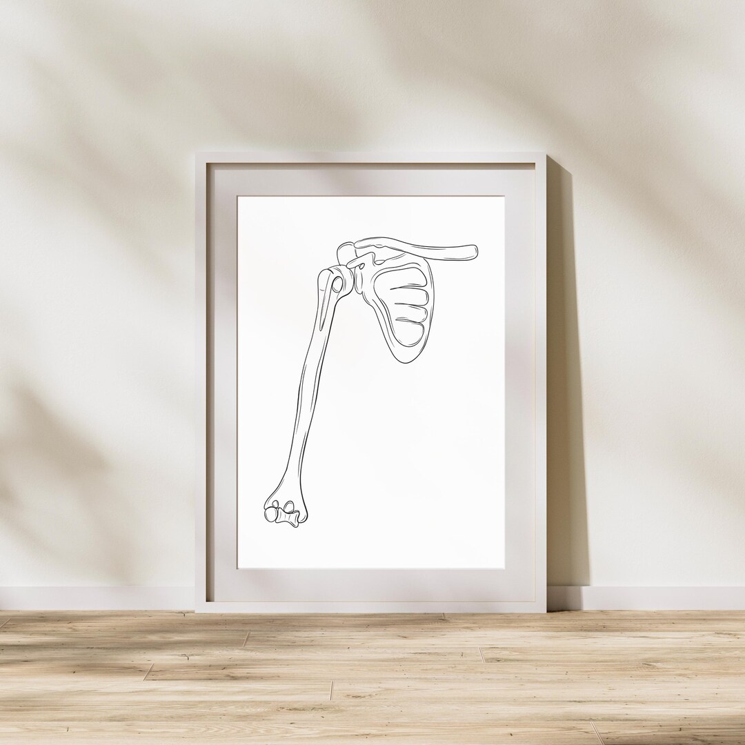 Shoulder Scapula Art Poster, Chiropractic Wall Art, Anatomy Art ...