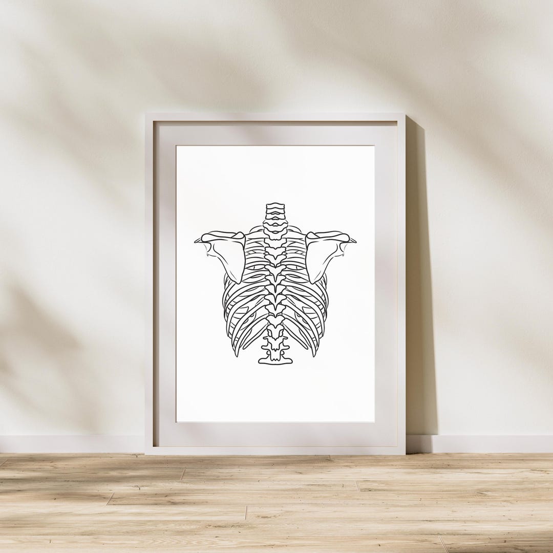 Simple Skeleton Rib Art Poster, Chiropractic Wall Art, Anatomy Art ...