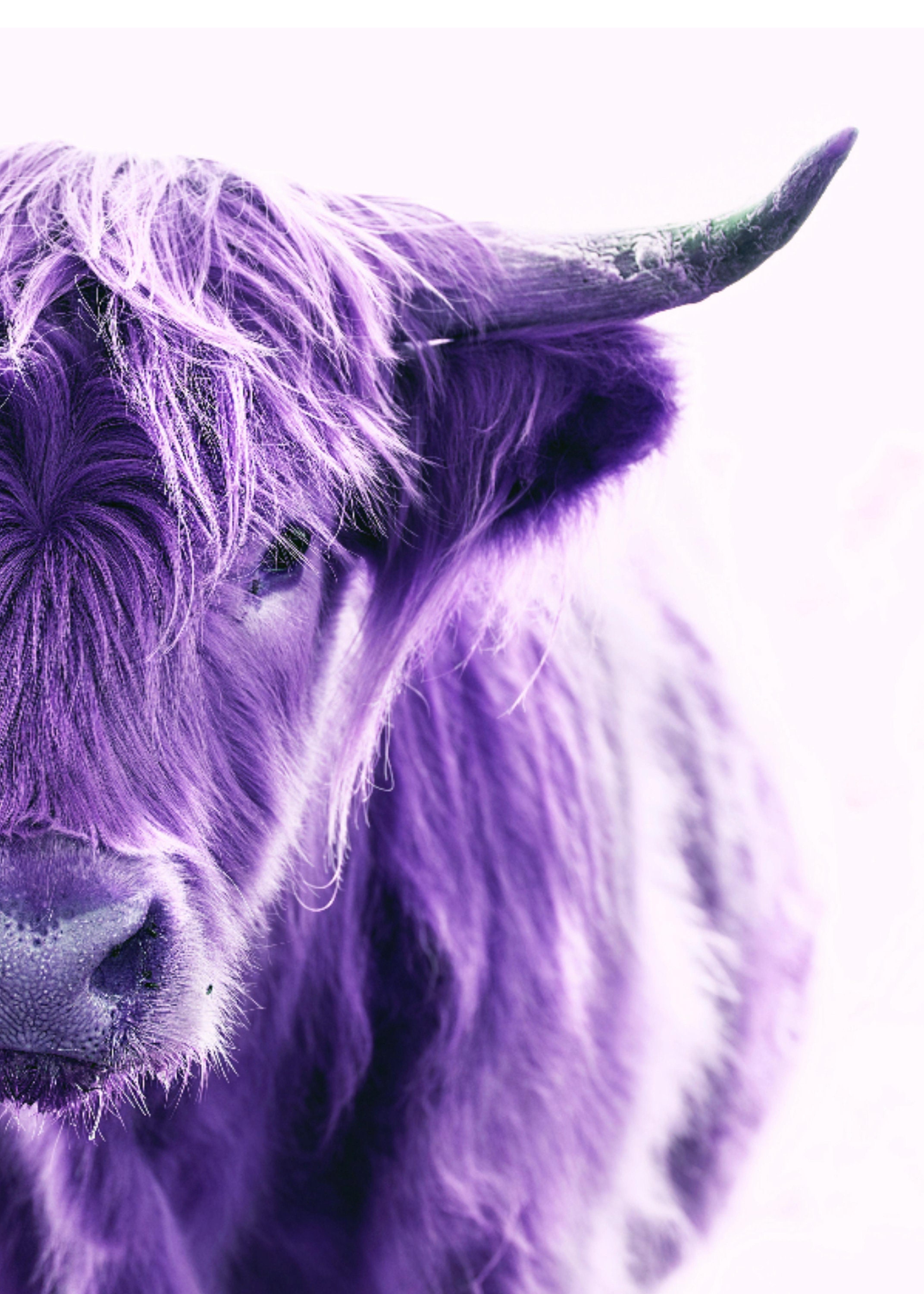 Beautiful Instant Digital Download Purple Cow Art Home Decorations - Etsy