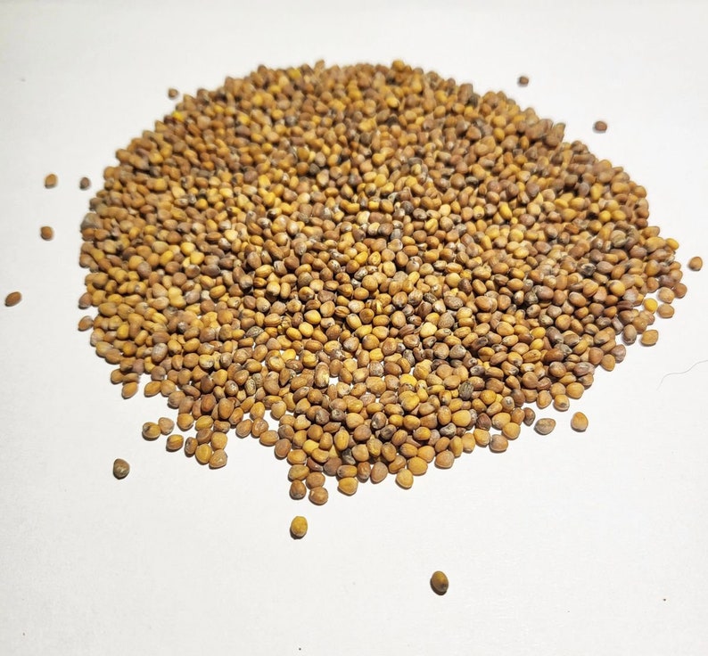 Cherry Belle Radish - Microgreen Seed - RFS - Etsy