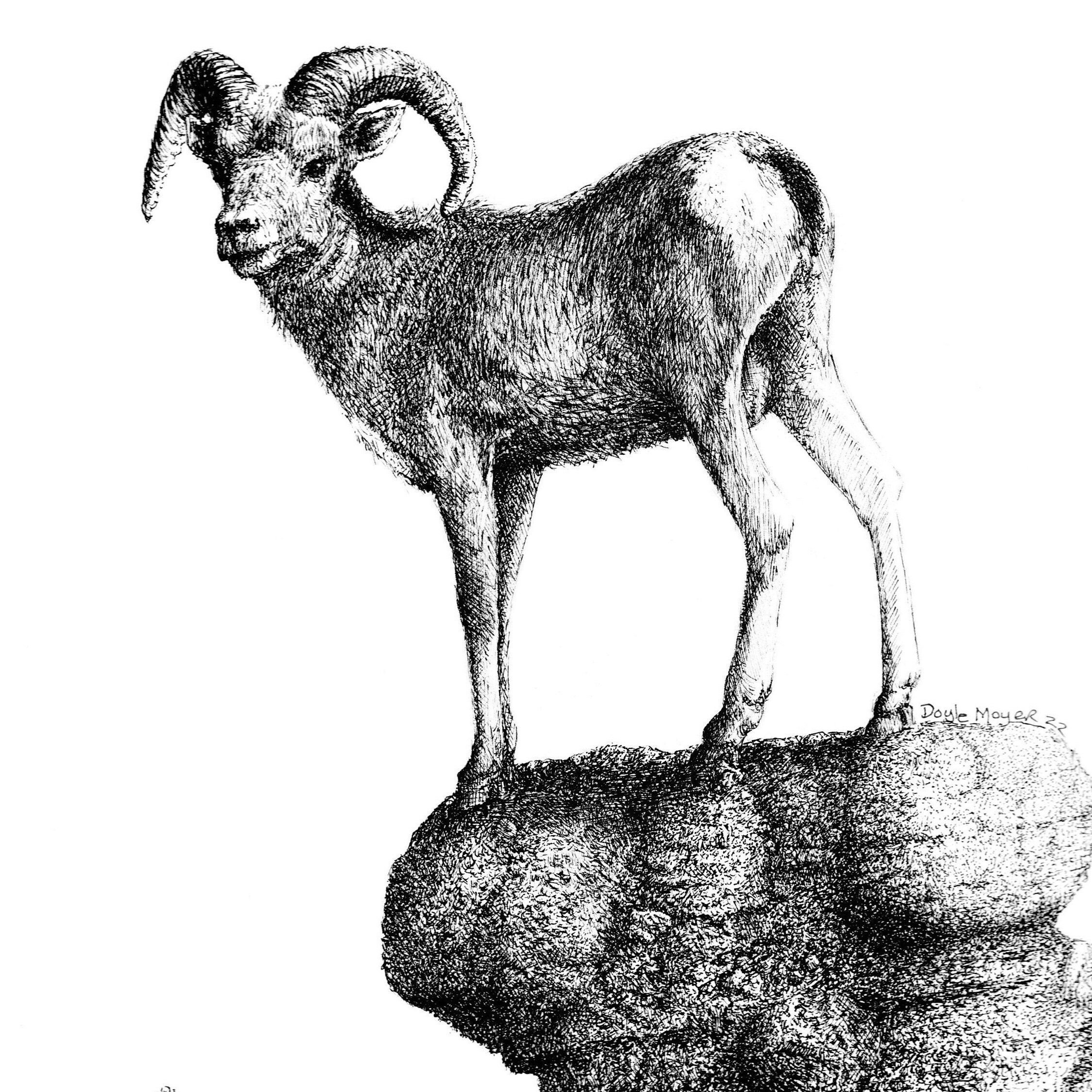 Desert Bighorn Sheep Drawing