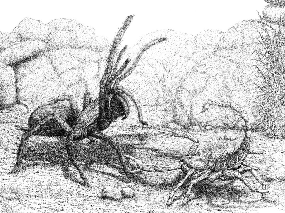 Tarantula, of Joshua Tree National Park, Original Pen & Ink, Drawing ...