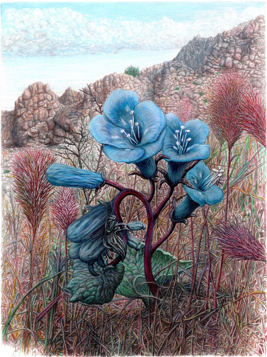Desert Blue Bell Flower of Joshua Tree Giclée Print: Desert Artwork ...