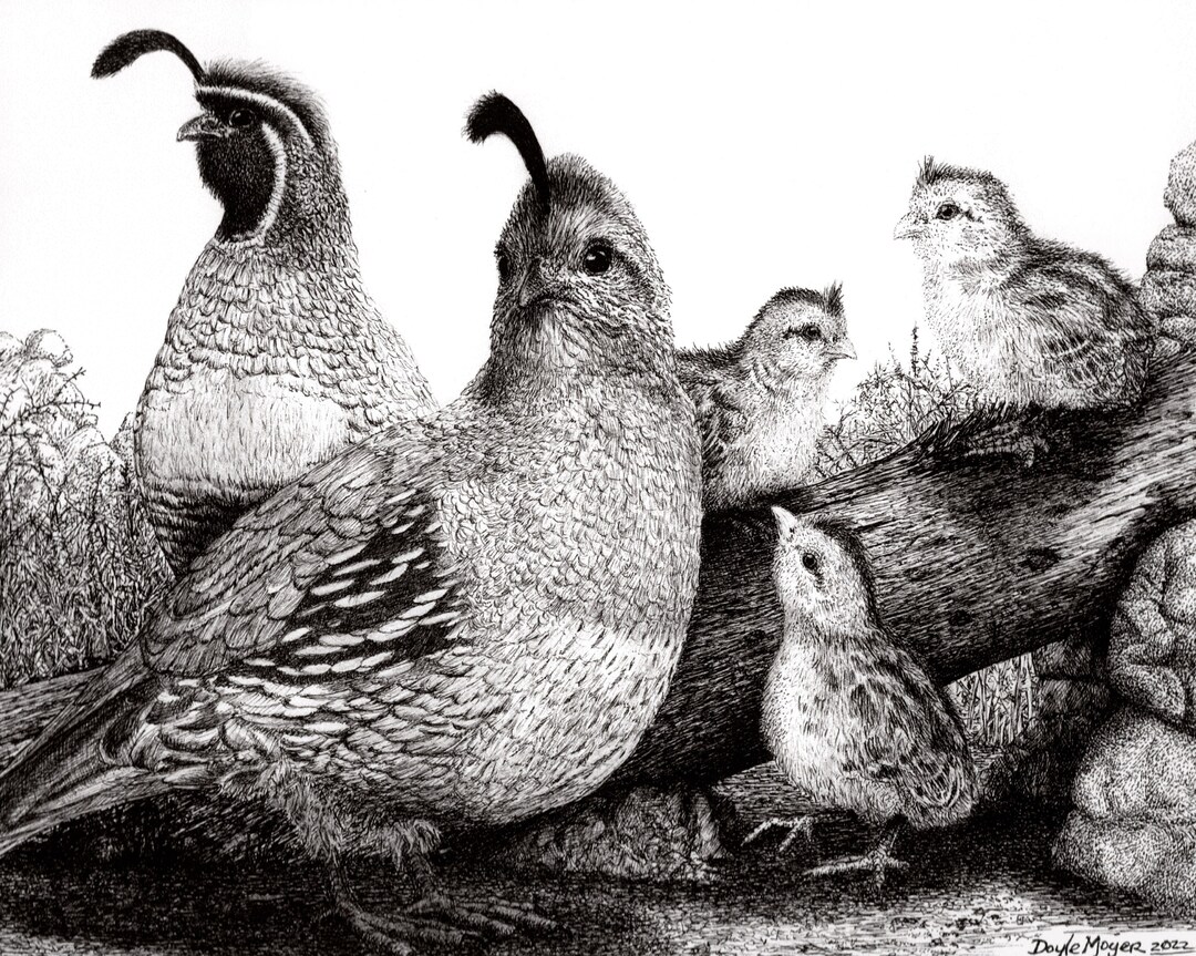 Gambel's Quail of Joshua Tree Giclée Print: Desert Artwork Ready to ...