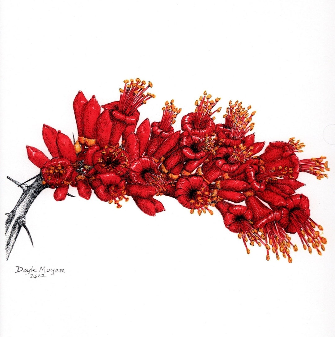 Ocotillo Flowers, of Joshua Tree National Park, My Original Drawing ...