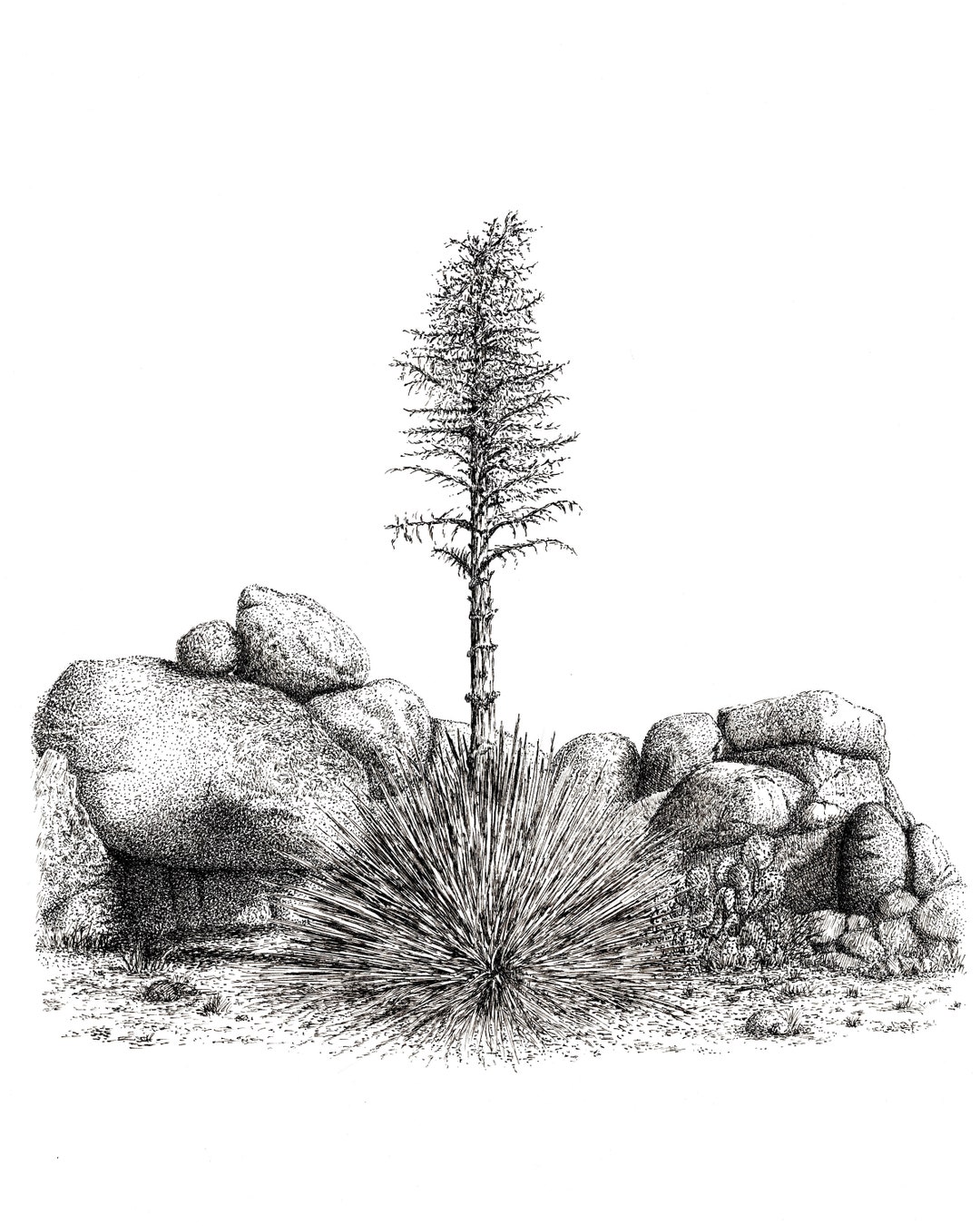 Yucca of Joshua Tree National Park Original Art Giclée Prints - Etsy