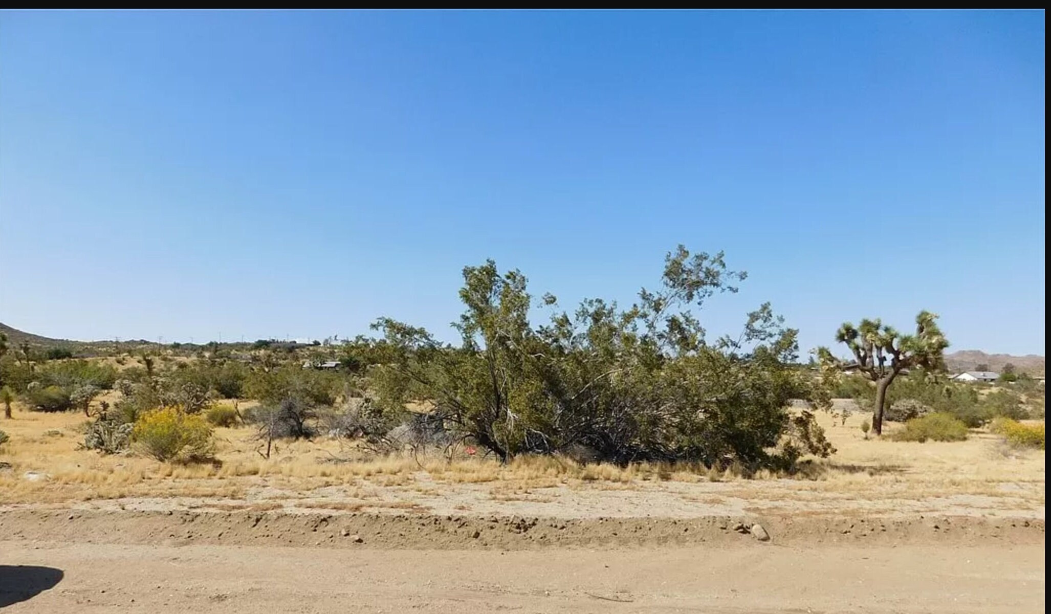 10 Joshua Tree yucca Brevifolia Seeds - Etsy