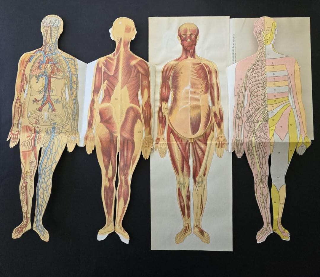 Vintage Anatomical Fold-out Chart – Female Body – Color Medical ...