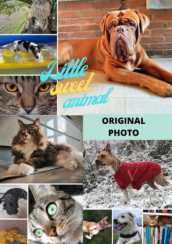 Unique Photos of Various Animals Taken by Me. Can Be Used for - Etsy
