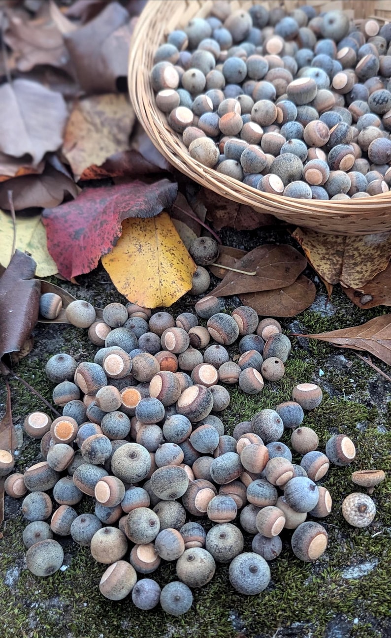 Fresh Georgia Oak Acorns • Organic Wildlife Feed & All-natural Rustic ...