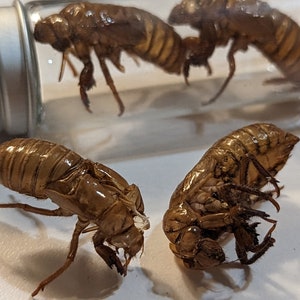 Cicada XIX Exoskeleton 2024 Specimens, Great Southern Brood Shells, 13 ...