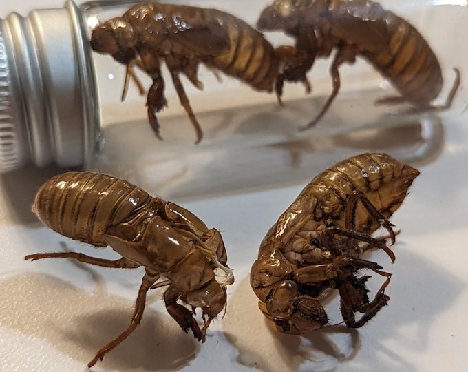 Cicada Shed Brood X Oddities Insect Taxidermy Curiosities - Etsy