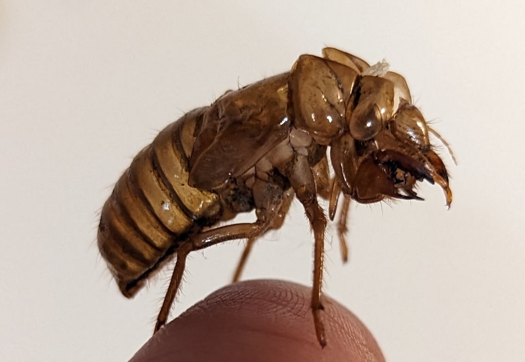 Cicadas XIX Exoskeletons, 2024 Specimen Lot of 15, Great Southern Brood ...