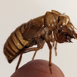 Cicadas XIX Exoskeletons, 2024 Specimen Lot of 15, Great Southern Brood ...