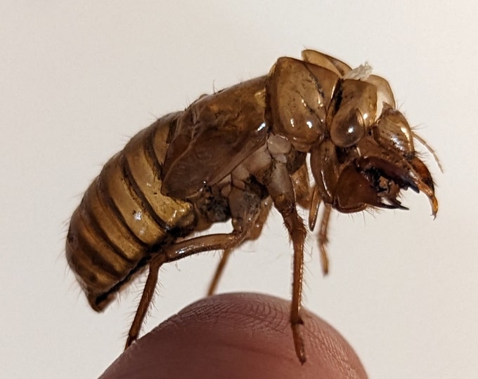 Saved by the Shell - Cicada Exoskeletons - Etsy