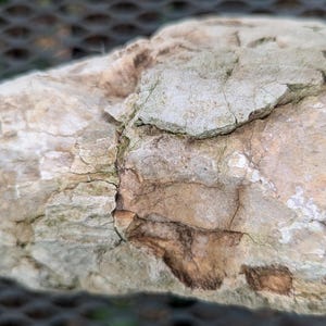 Freshwater Mudstone • Large Cracked Mud Fossil • Natural Detrital ...